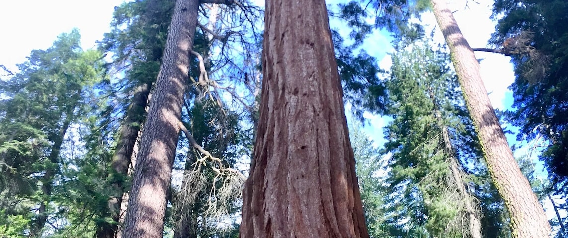 Walk down into the forest to find the grove of giant sequoias