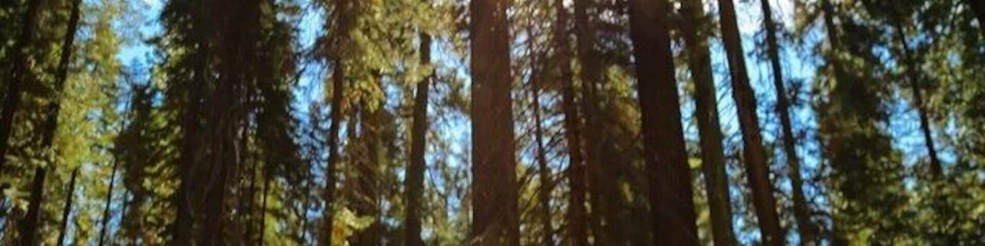 #Hiking through the forest in Yosemite National Park, with sunlight streaming through the tall trees all around. Yosemite has such great patches of untamed wilderness all throughout the park, that almost every trail will guarantee views like this, completely lost in #nature. #California