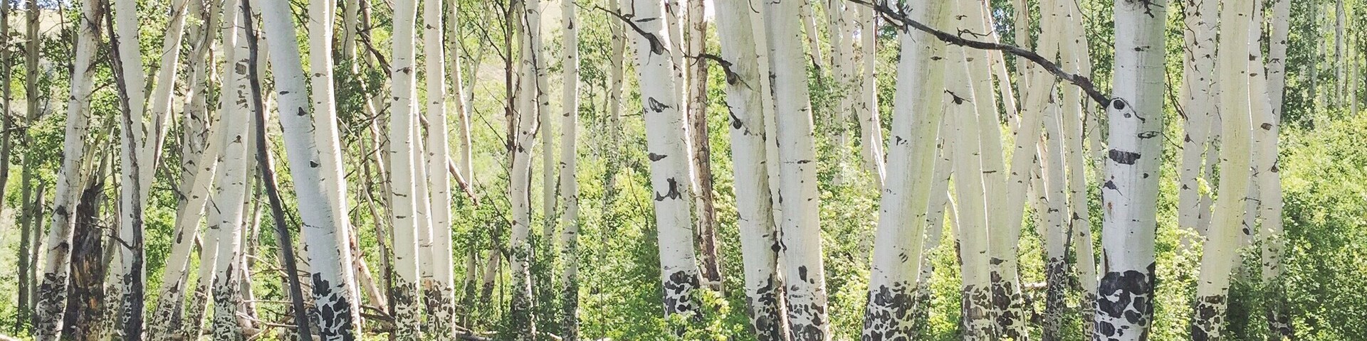 Um bosque de bétulas com casca branca e manchas pretas, cercado por grama verde e flores amarelas.