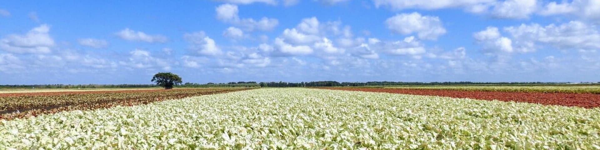 These a caladiums, a bulb crop grown for its colorful foliage in brilliant shades of reds, pinks, and whites.
A vista that can only be taken in by traveling to Lake Placid, Florida - "The Caladium Capital of the World".
There are hundreds and hundreds of acres grown at Bates Sons AND Daughters.
If you visit in late summer, before the fall harvest, you can appreciate all this color in person.
#Trovember