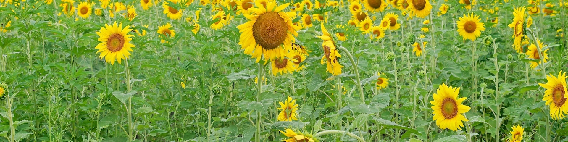 Um campo de girassóis com folhagem verde e árvores ao fundo.