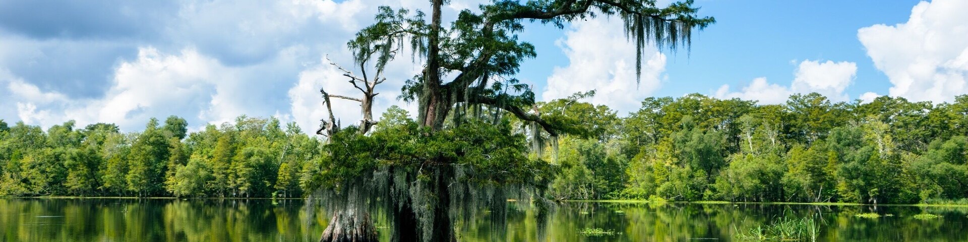 Acadian Swamp tours near White Castle Louisiana. Unbelievable beauty.