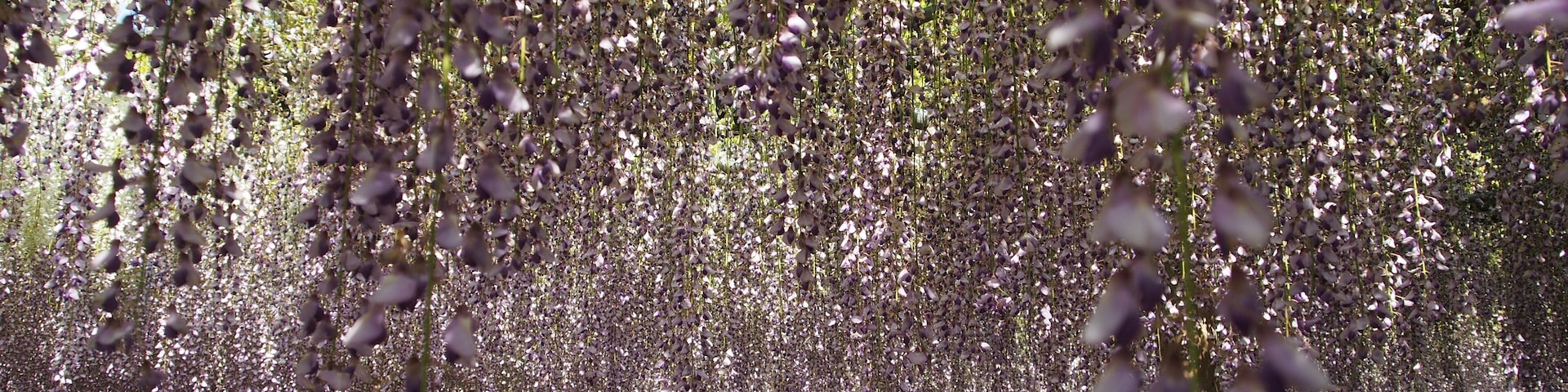 Kawachi Wisteria Garden is absolutely stunning!
Ensure to check the blooming period before heading there as the Wisterias only bloom on a certain week usually in early May.
#LifeAtExpedia