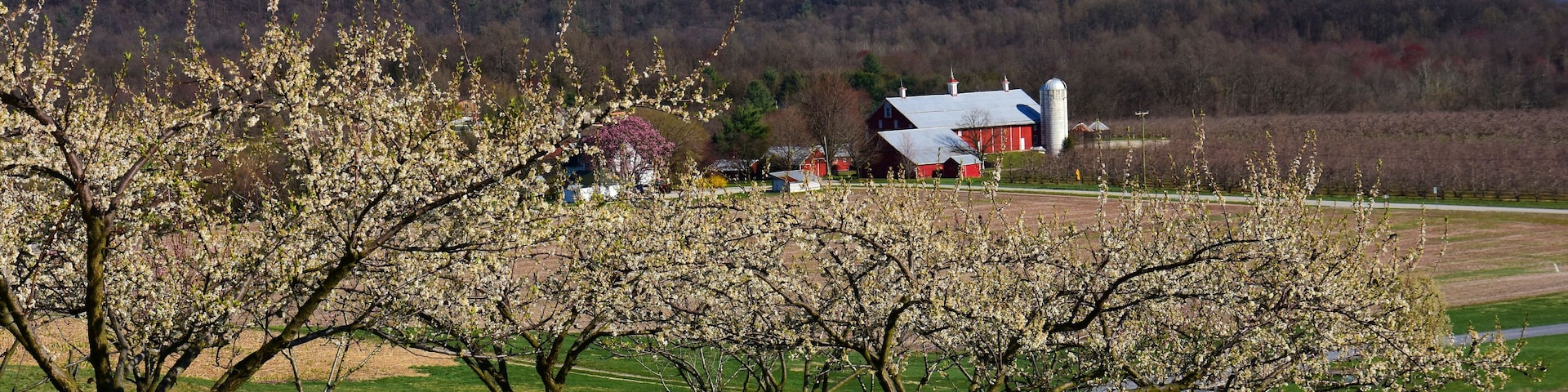 Paisagem rural com árvores em flor, um celeiro vermelho e um silo.