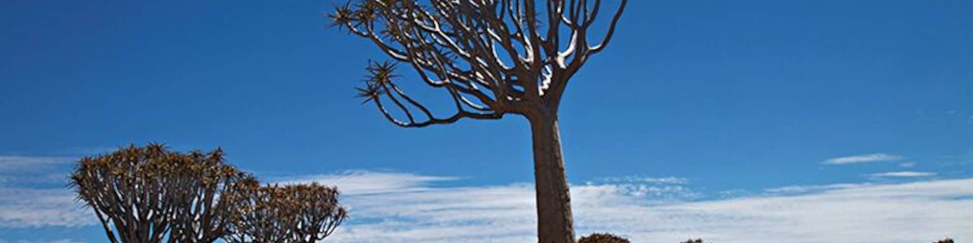 Quiver trees in Namibia. Near Keetmanshoop there is a small park with a lot of these trees. You have to pay to get in. Don`t bother, you will se a lot of these trees all over the south of Namibia!