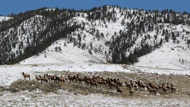 Um grupo de alces em uma paisagem nevada com uma montanha arborizada ao fundo.