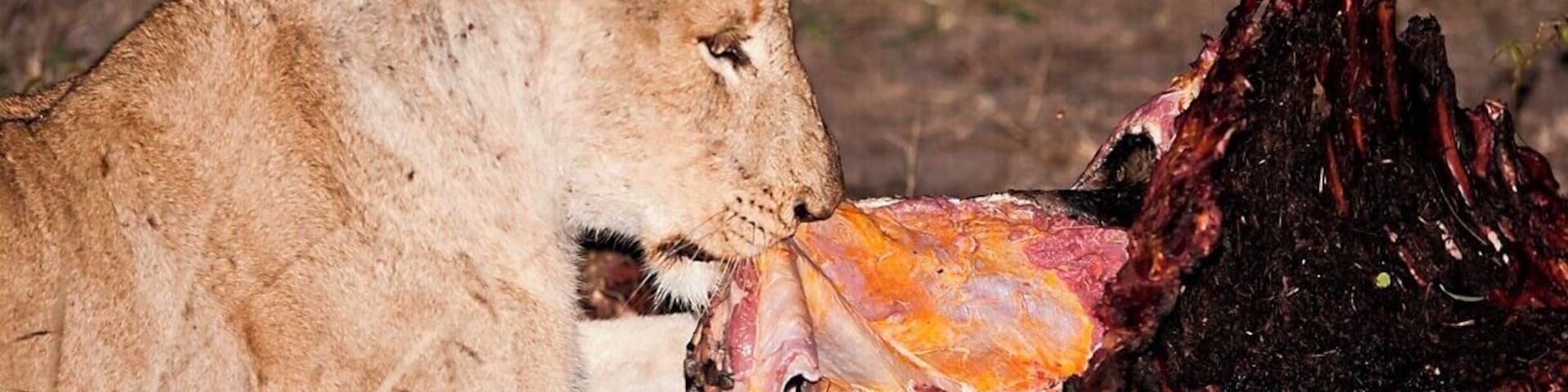 Um leão comendo uma carcaça em uma savana seca.
