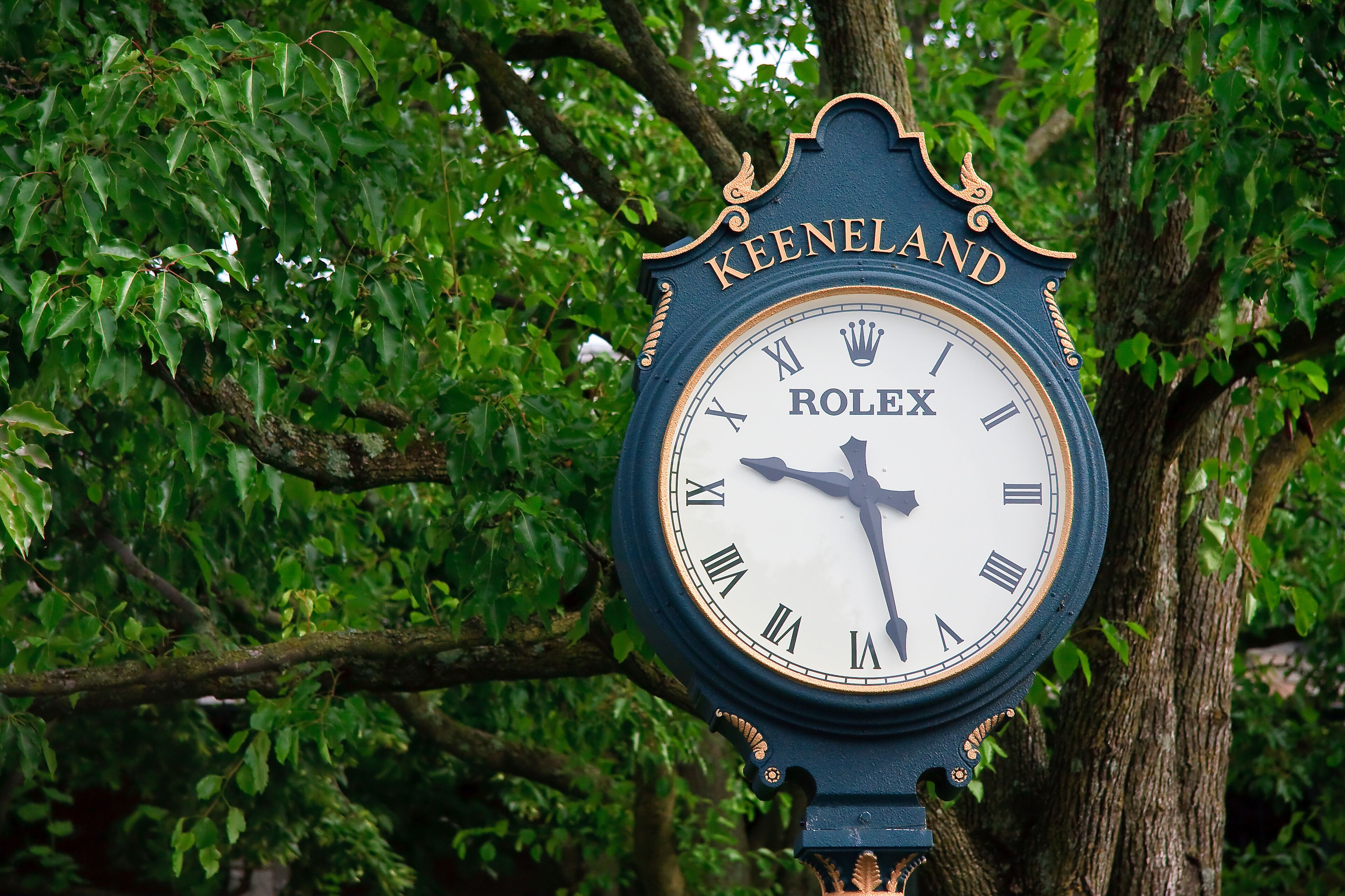 Um relógio ROLEX KEENELAND fixado em uma árvore.