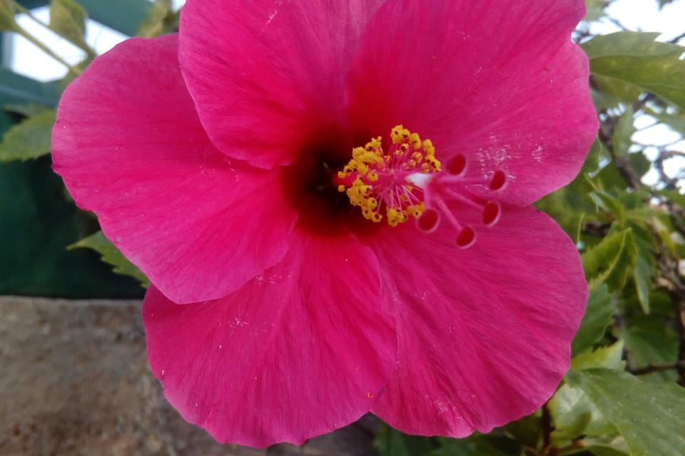 Uma vibrante flor de hibisco rosa com estames amarelos, emoldurada por folhagem verde e uma estrutura de pedra.