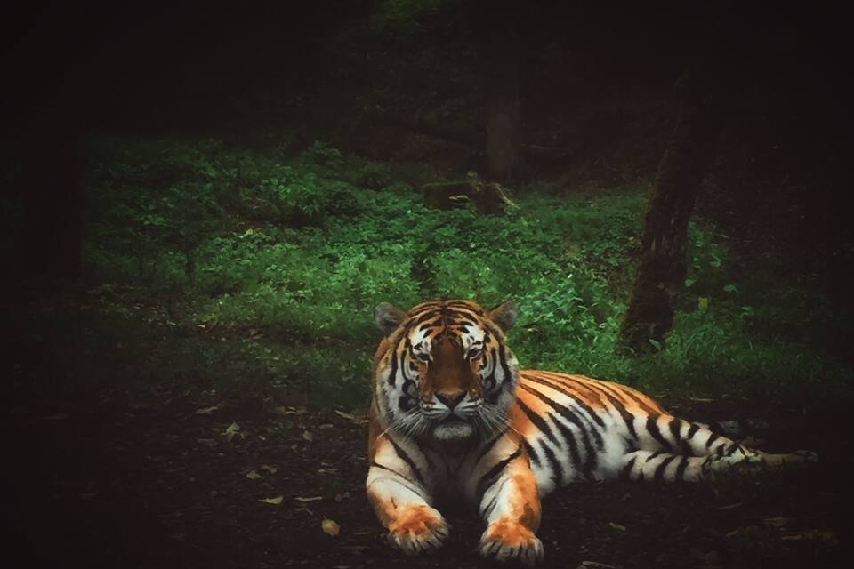 Um tigre deitado no chão da floresta, rodeado por vegetação.