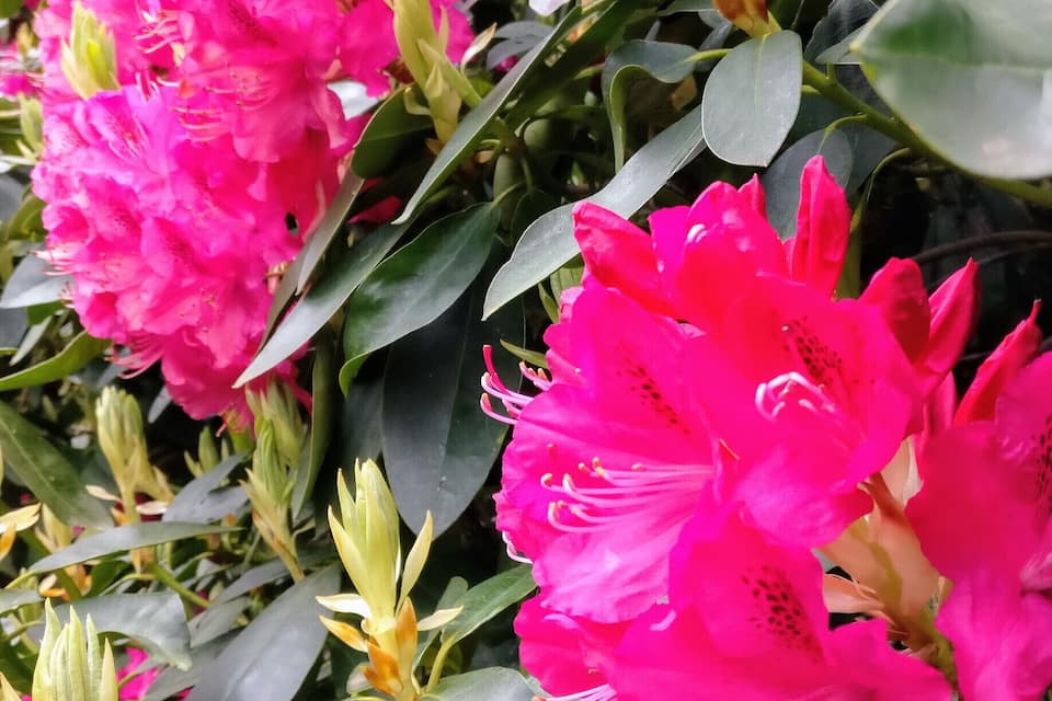 Rhododendron rosa vibrante em plena floração.