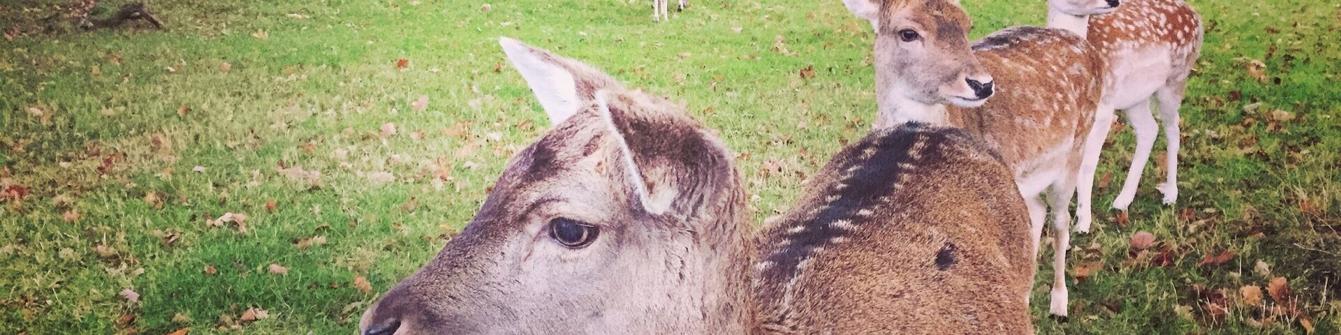 Um campo gramado com três veados e uma árvore ao fundo.