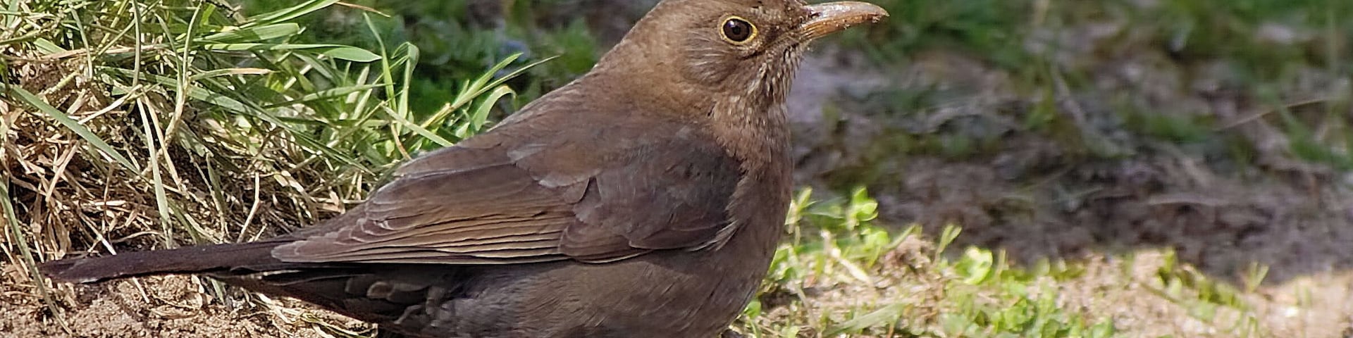 Common blackbird - Turdus merula, female. Taken in Mannheim-Vogelstang, Baden-Württemberg, Germany.