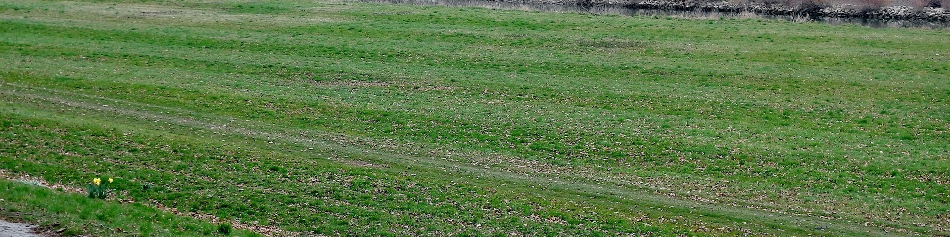 Osterglocken, Narzissen beim 366 km langen Neckartalradweg: