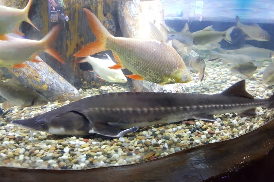 Um aquário com diversos peixes, incluindo um peixe parecido com enguia em primeiro plano.