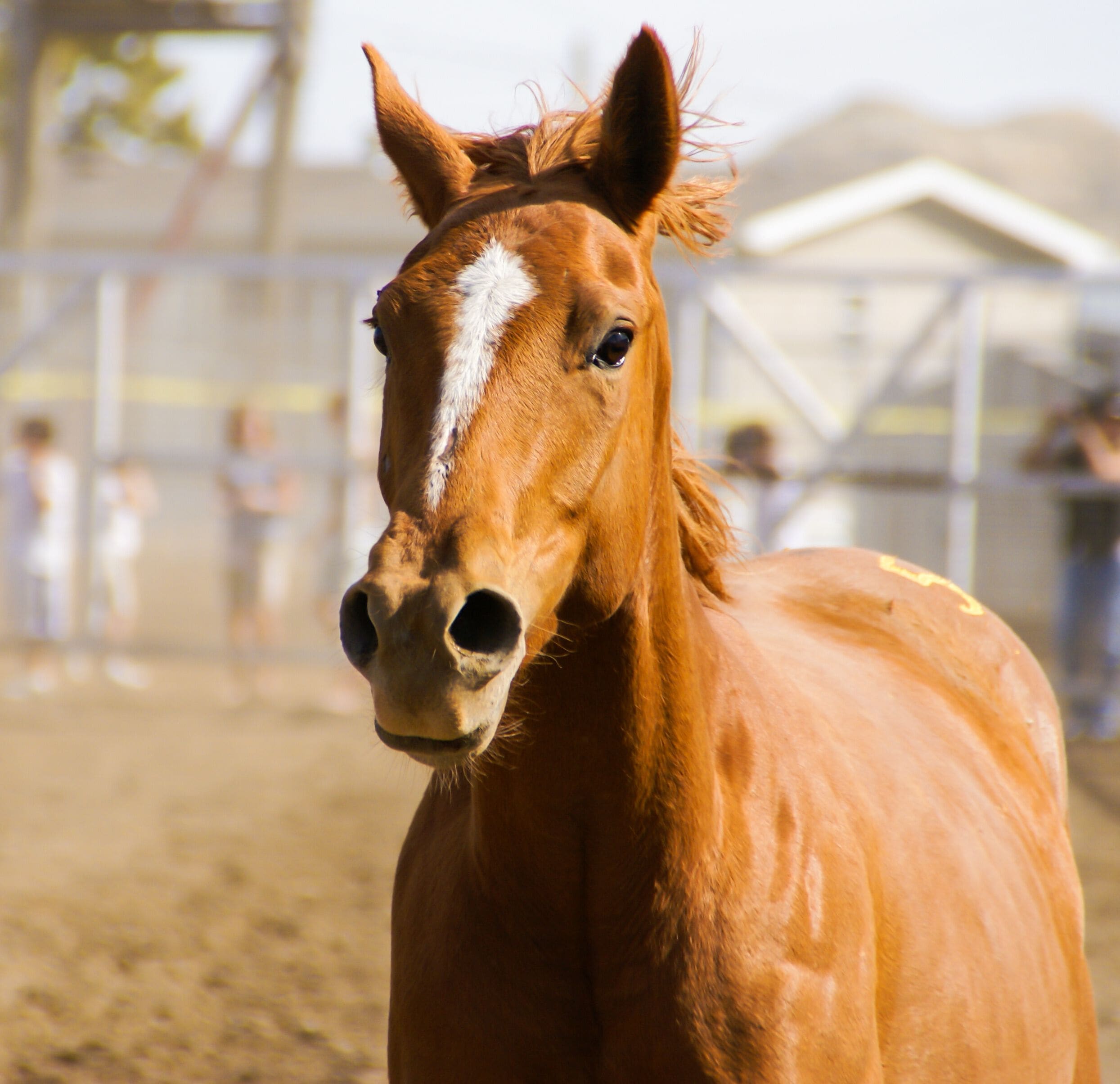 Um close-up de um cavalo marrom com uma faixa branca na face, parado em área externa com cerca e um edifício ao fundo.