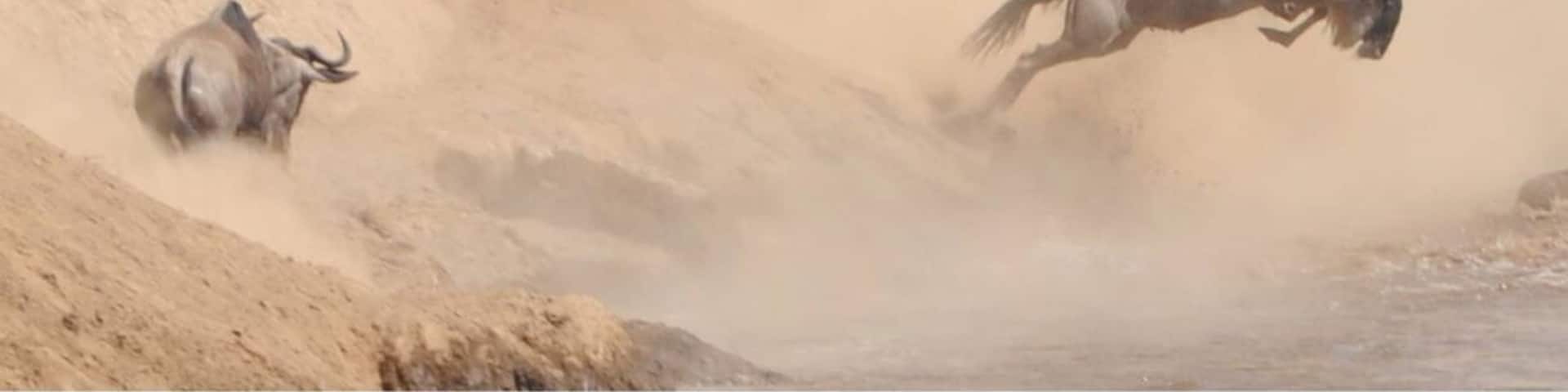 The crossing of the wildebeest. Must have been there for about an hour. Amazing experience.