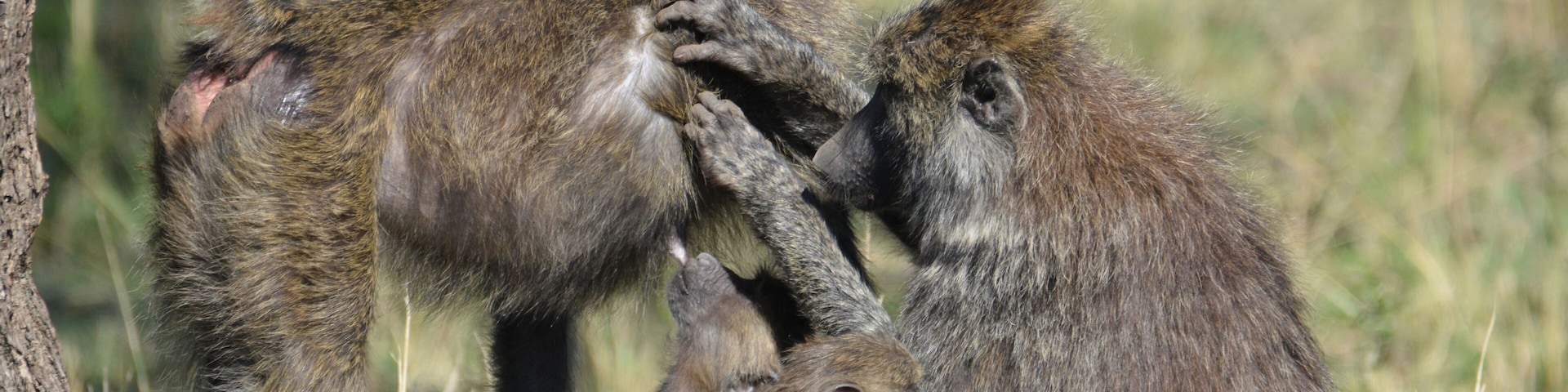 Um grupo de macacos em uma área gramada com árvores.