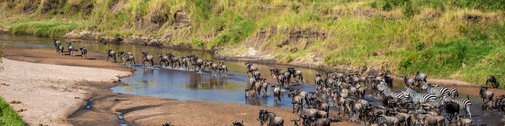 Um rebanho de gnus e zebras perto de um poço de água em uma paisagem de savana.