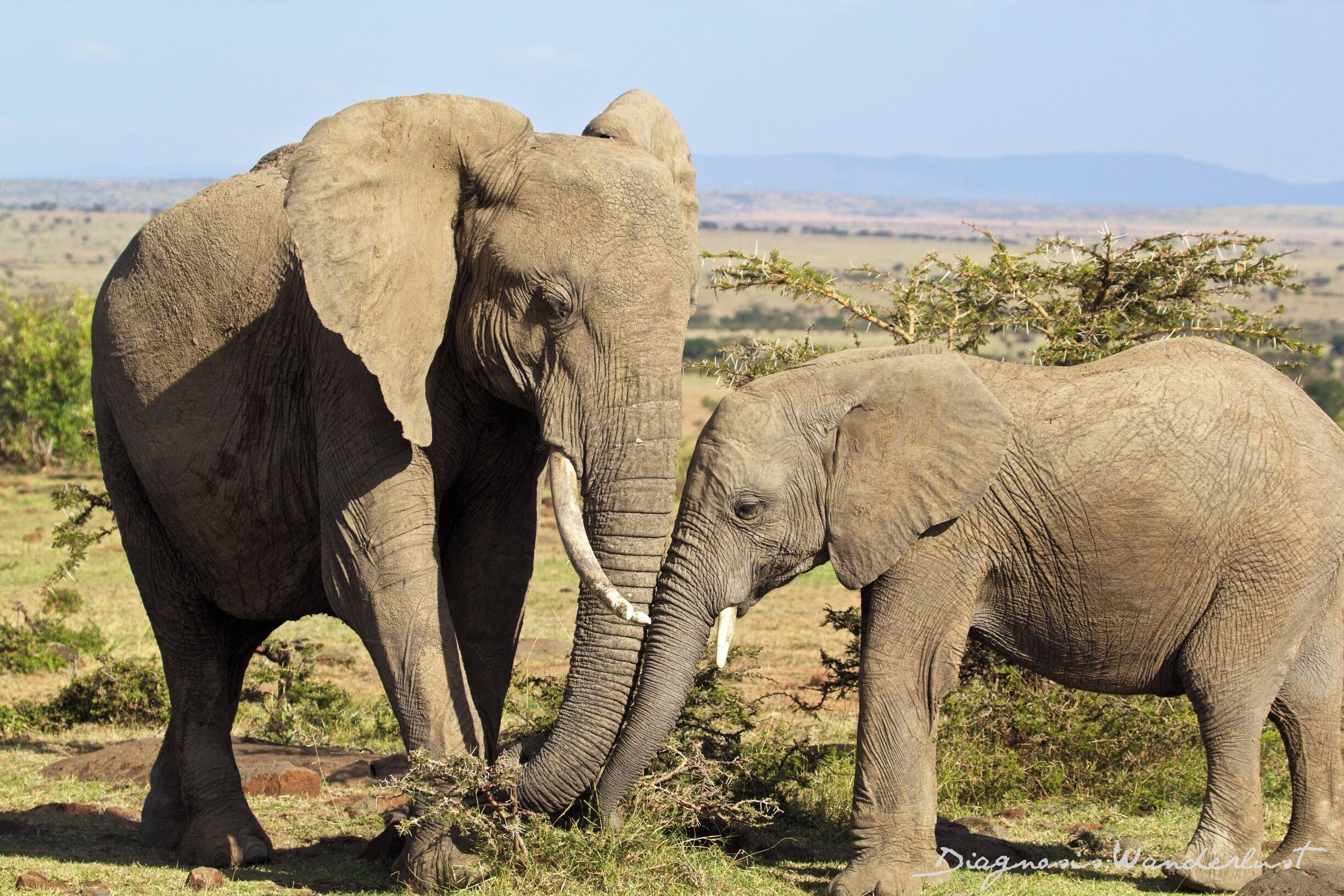 Dois elefantes em uma savana gramada, com árvores esparsas e montanhas ao longe.