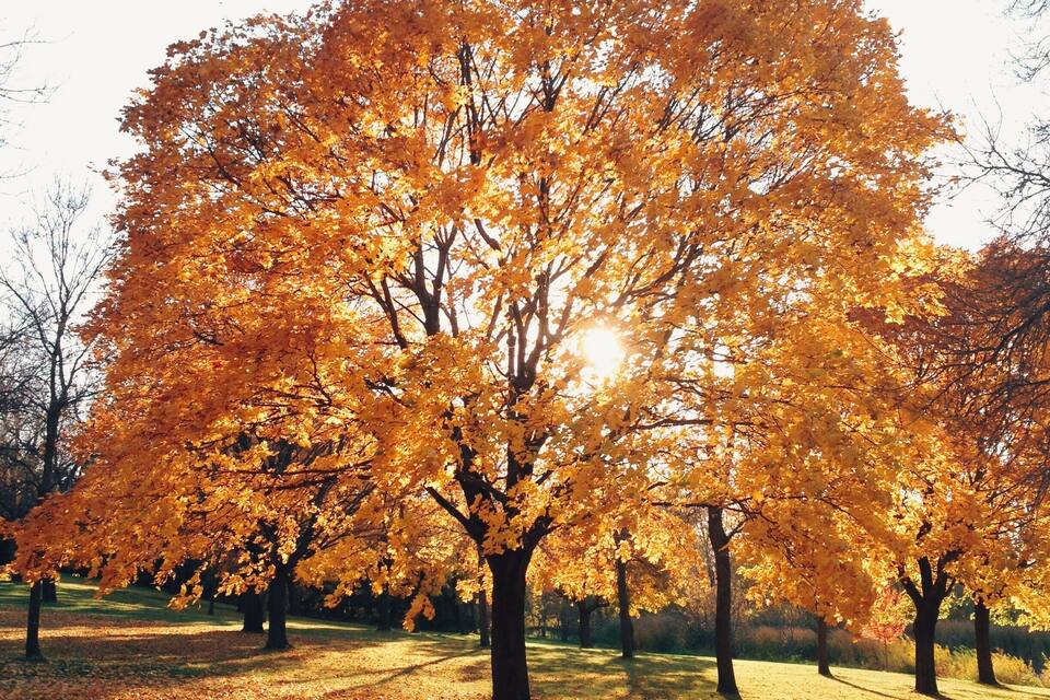 Uma árvore grande com folhas alaranjadas em um parque.