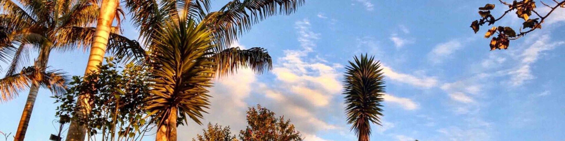 Paisagem tropical com palmeiras e céu claro.