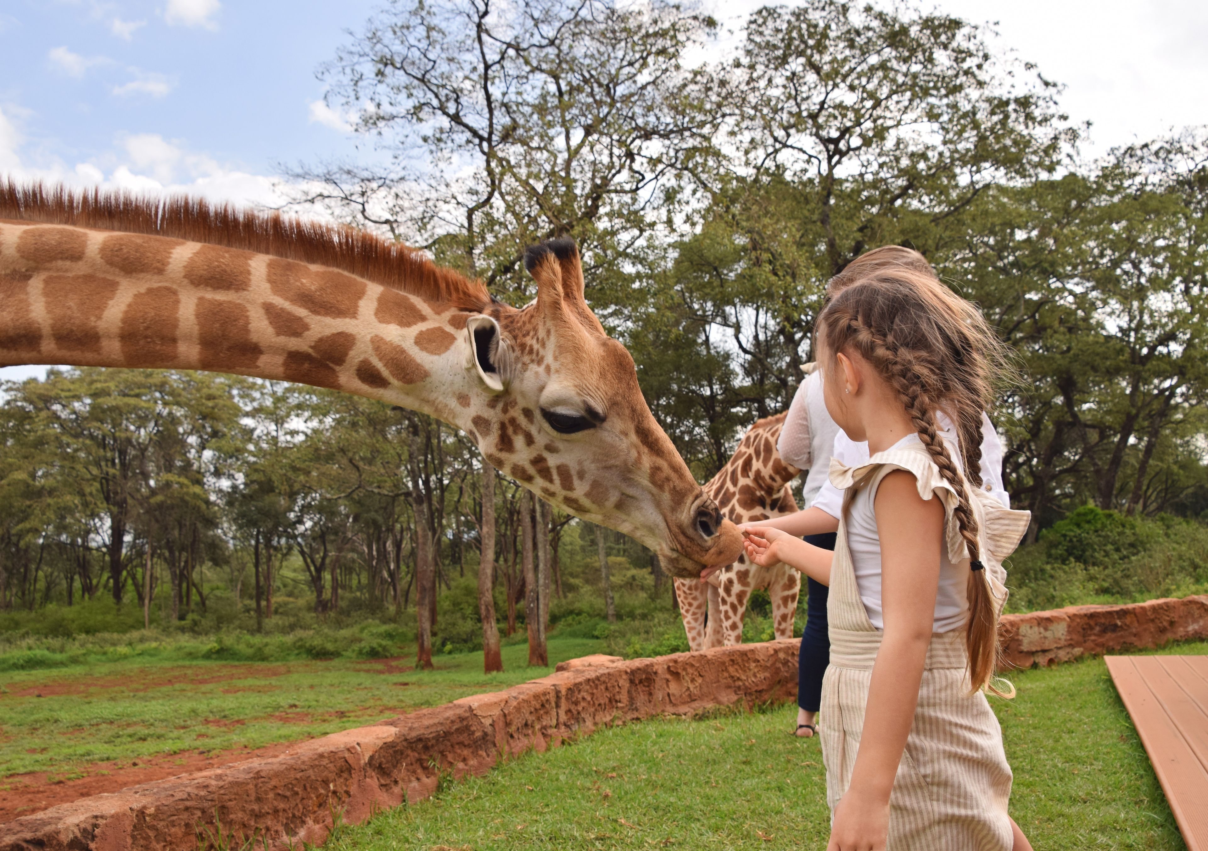 Uma girafa sendo alimentada por uma pessoa.