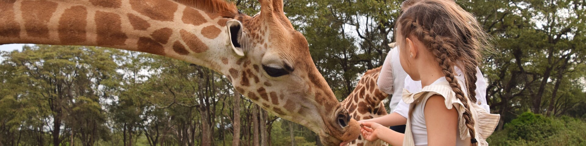 Uma girafa sendo alimentada por uma pessoa.