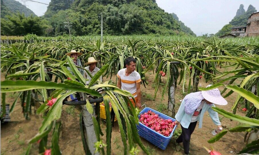 Um grupo de pessoas colhendo pitaya em um campo com montanhas ao fundo.