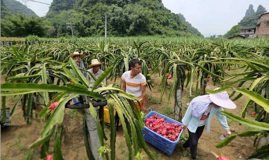 Um grupo de pessoas colhendo pitaya em um campo com montanhas ao fundo.