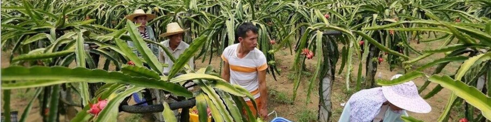 Um grupo de pessoas colhendo pitaya em um campo com montanhas ao fundo.