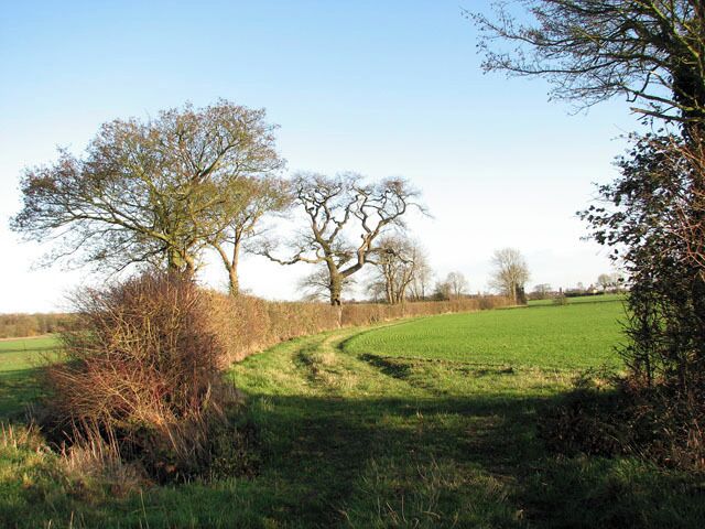 Paisagem rural com um caminho sinuoso, árvores sem folhas e um campo verde.