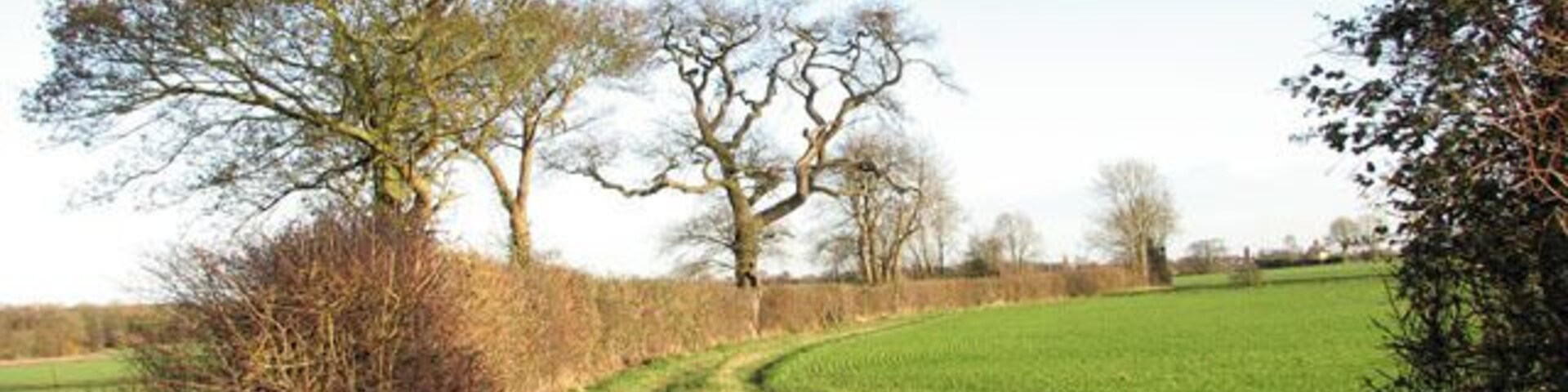 Paisagem rural com um caminho sinuoso, árvores sem folhas e um campo verde.