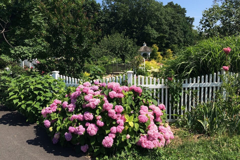 Um jardim com arbustos de hortênsia rosa, cerca branca de piquete e vegetação exuberante.