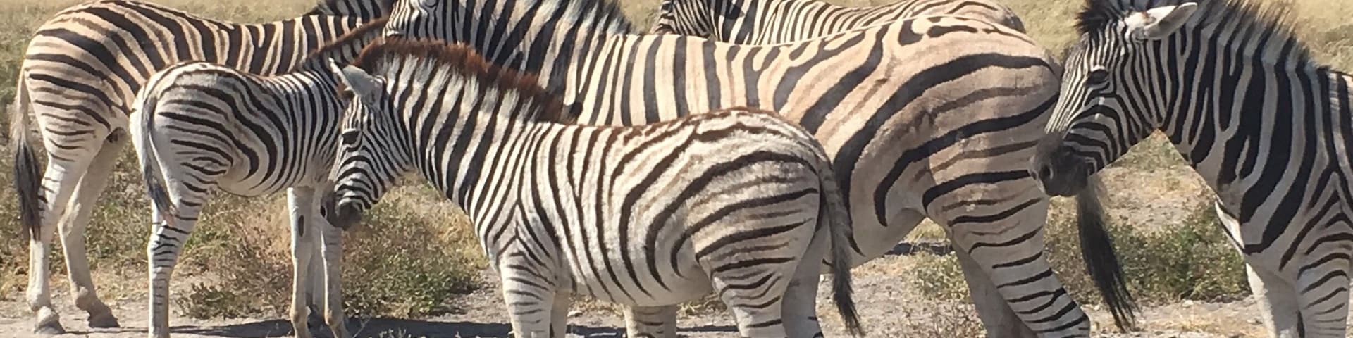 Um grupo de zebras em pé numa savana seca sob um céu limpo.