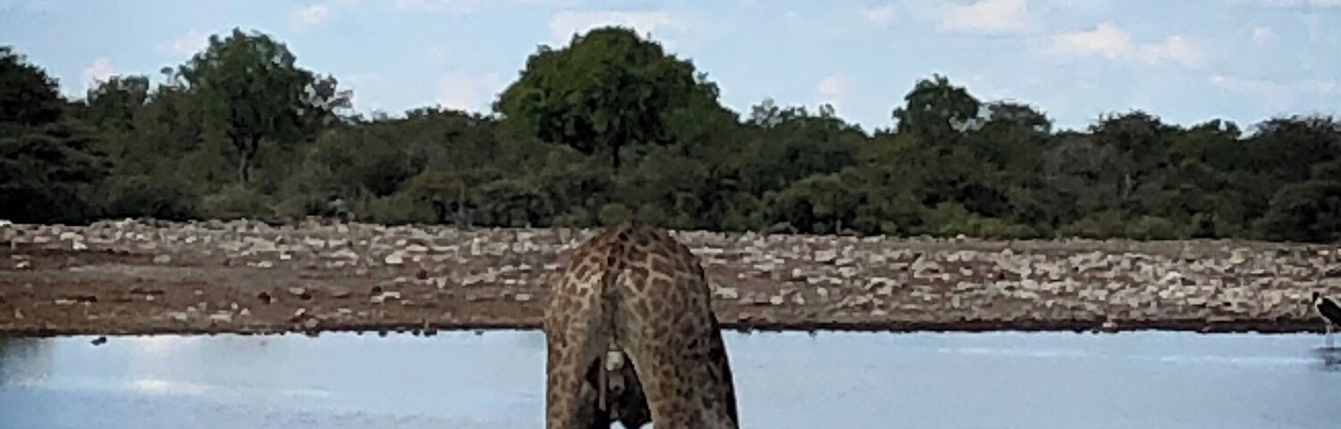 Uma girafa curvando-se sobre um poço de água em uma paisagem seca com pedras dispersas e vegetação rala.