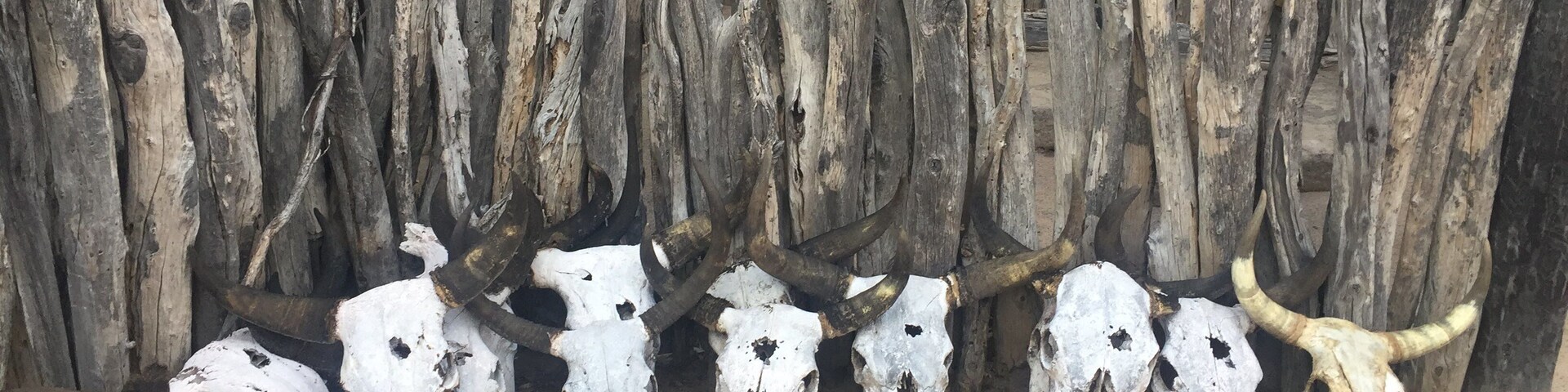 Fileira de crânios de vaca com chifres em frente a uma parede de madeira.