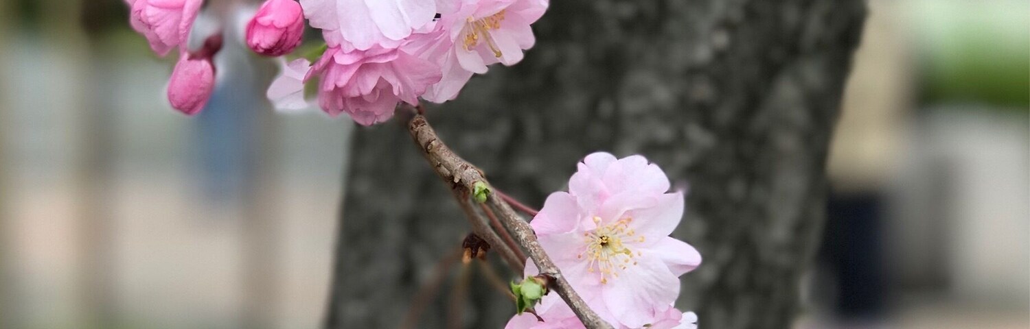Uma árvore com flores cor-de-rosa.
