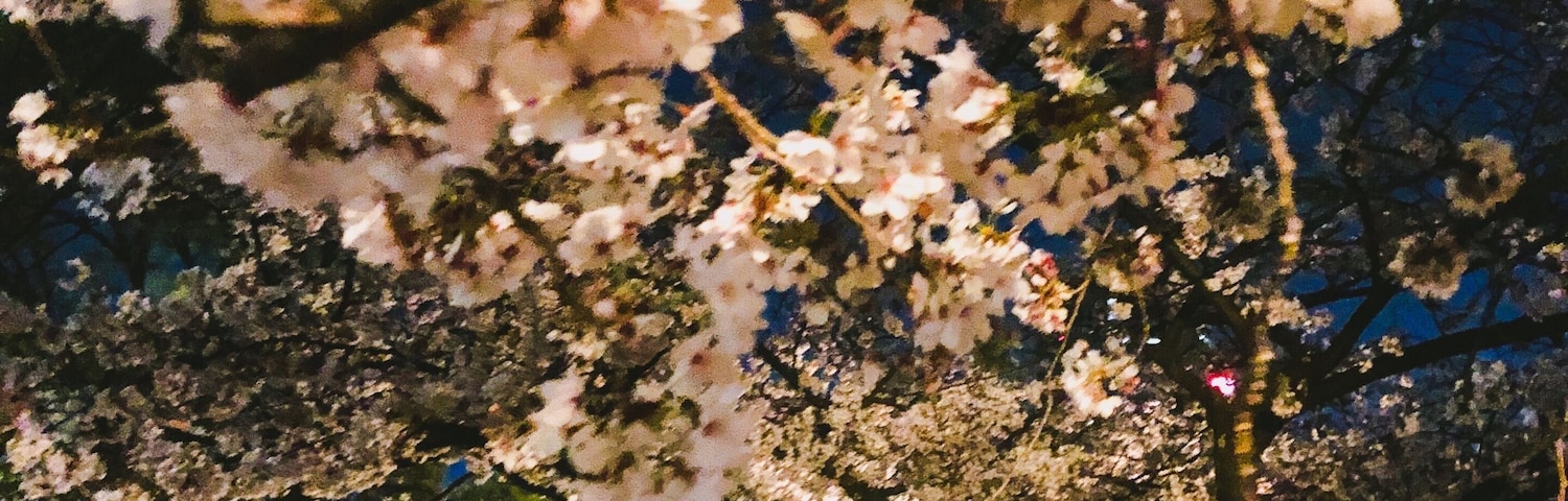 Full bloom season now for Sakura in Osaka, Japan