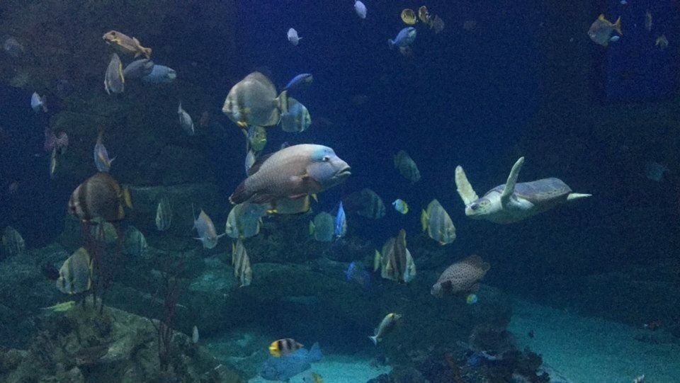 Taken at the National Marine Aquarium in Plymouth, Devon, UK.
#Holiday #Vacation #Devon #Plymouth #City #Aquarium #Sea #Water #Fish #Turtle