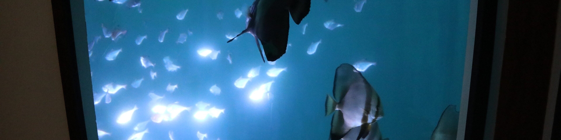 This is one of the reasons you should not count on sleeping if you ever are able to stay in the mind boggling Underwater room at the Manta resort. Watching the fish swimming all around different types, different patterns is mesmerizing
