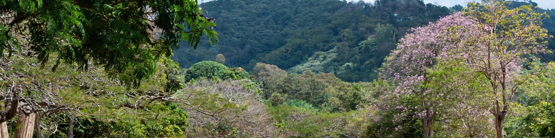 Um parque com árvores, um campo gramado e uma montanha ao fundo.