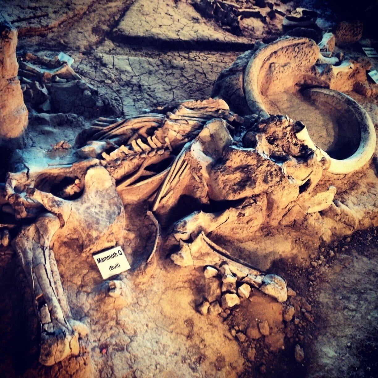 Hang out for the guided tour at the dig site. Very informative! Awesome place! Will only take about an hour to finish up tho so don't plan a whole day around it.  #kidsfun