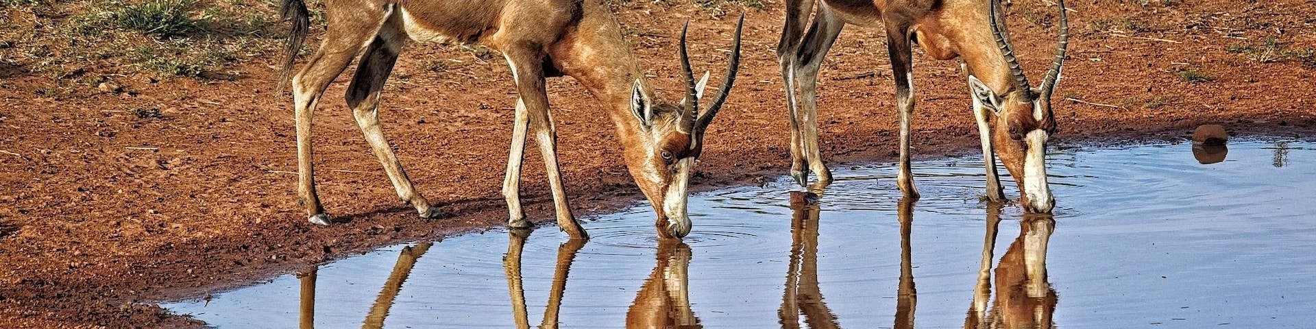 A pair of Impalas stop briefly for a quiet morning drink
#africa #southafrica #safari #wildlife #animals