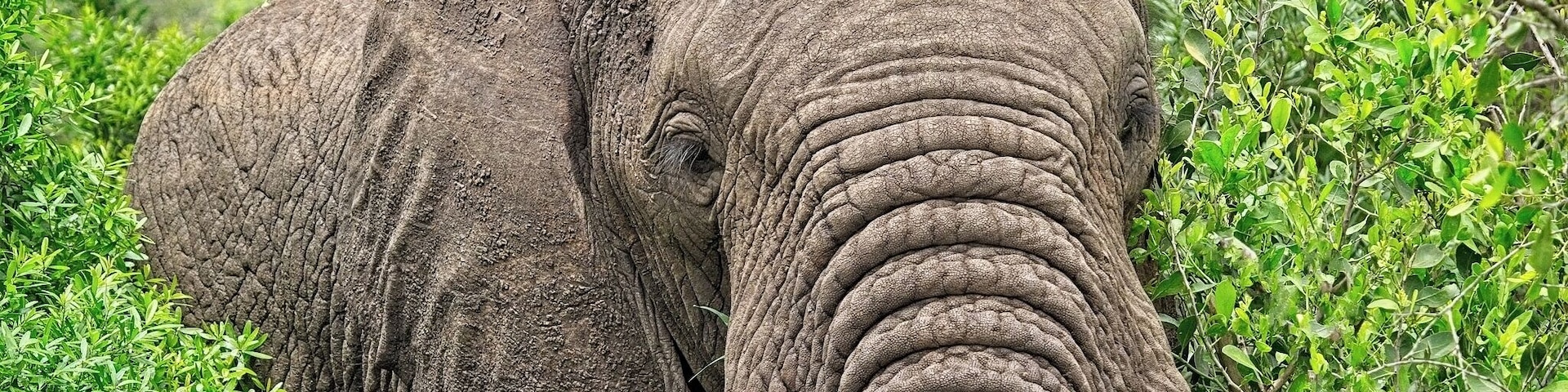 Hello tiny human!
#elephant #wildlife #africa #safari #southafrica