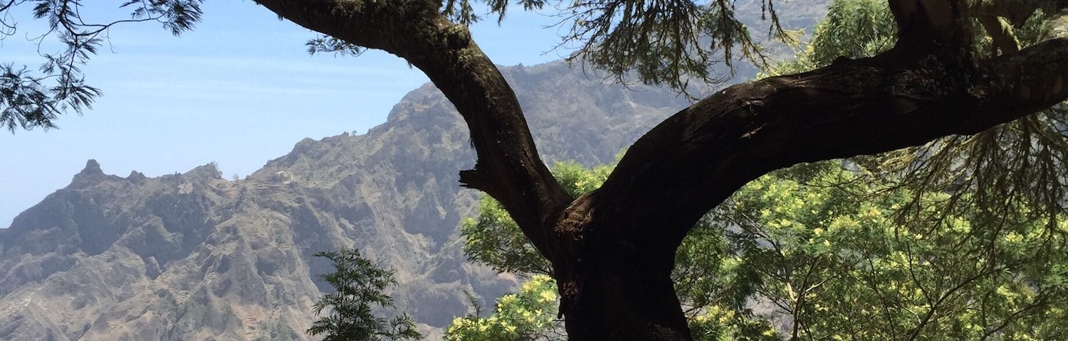 Uma árvore grande com galhos extensos em uma paisagem montanhosa.