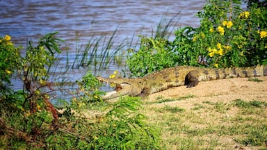 Um crocodilo descansando na margem de um rio, com vegetação e flores amarelas.