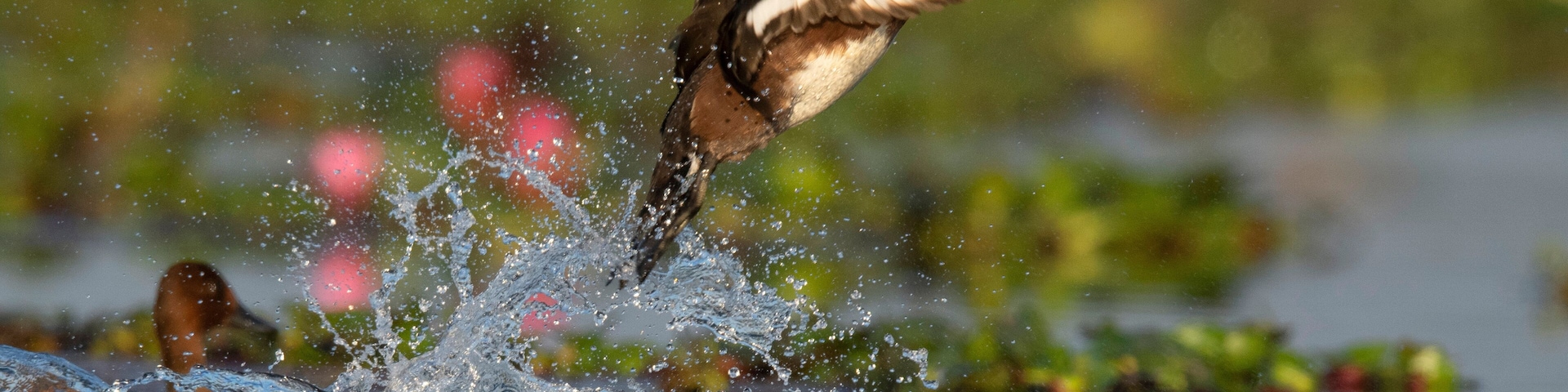 Um pato decolando da água, levantando respingos, com um fundo desfocado de vegetação.
