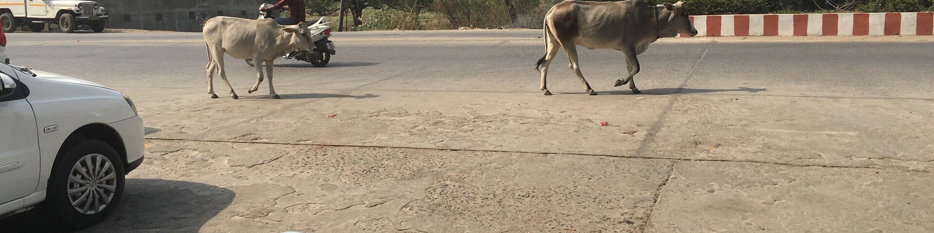 Weird seeing cows just wander around.