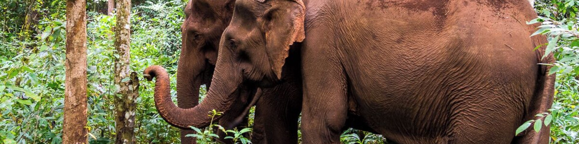 In Cambodia's wild northwest, you'll get a chance to visit sanctuary elephants and contribute to their care. Just be careful to choose an animal-friendly sanctuary – after much research we recommend the Elephant Valley Project.